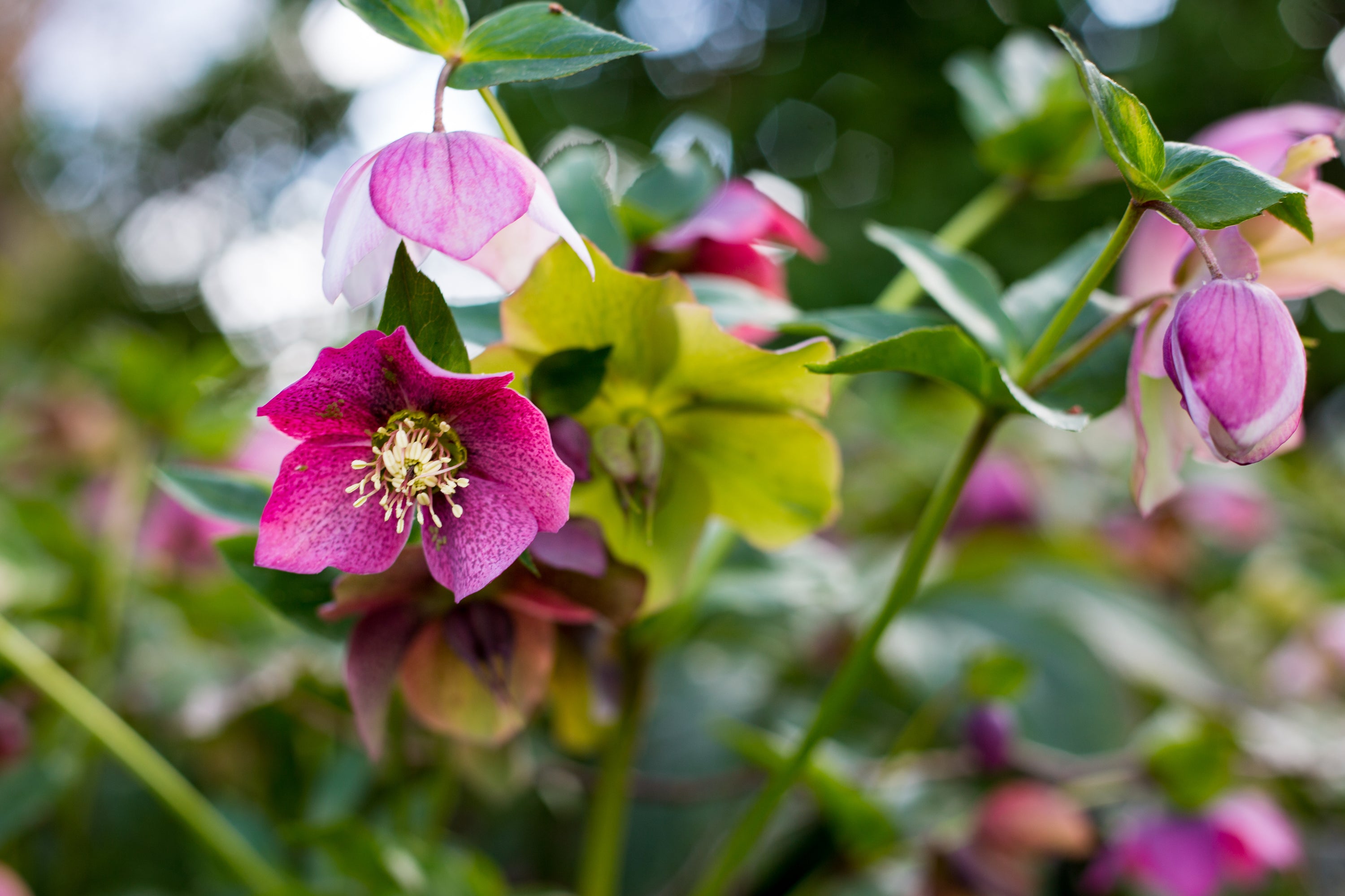 Avalon Nursery // Hellebores: The 'Winter Rose'