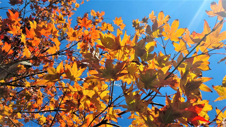 Why do Deciduous Trees lose their leaves? – Avalon Nursery