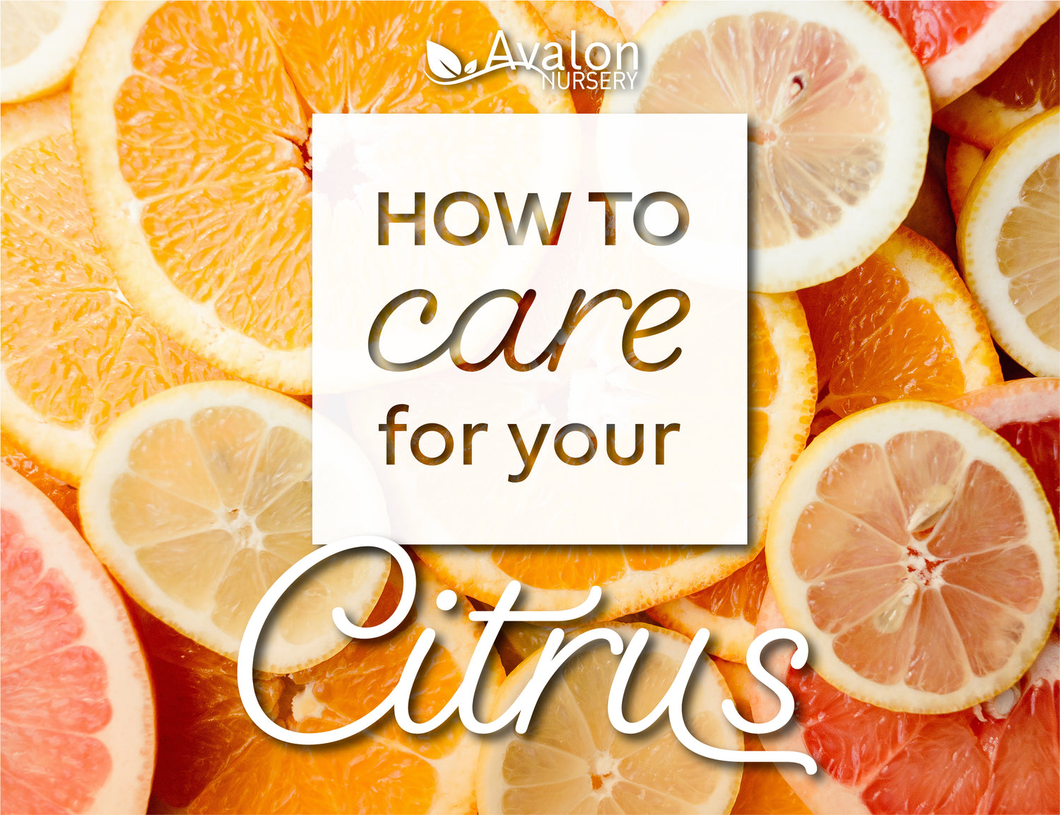 How to Care for your Citrus – Avalon Nursery