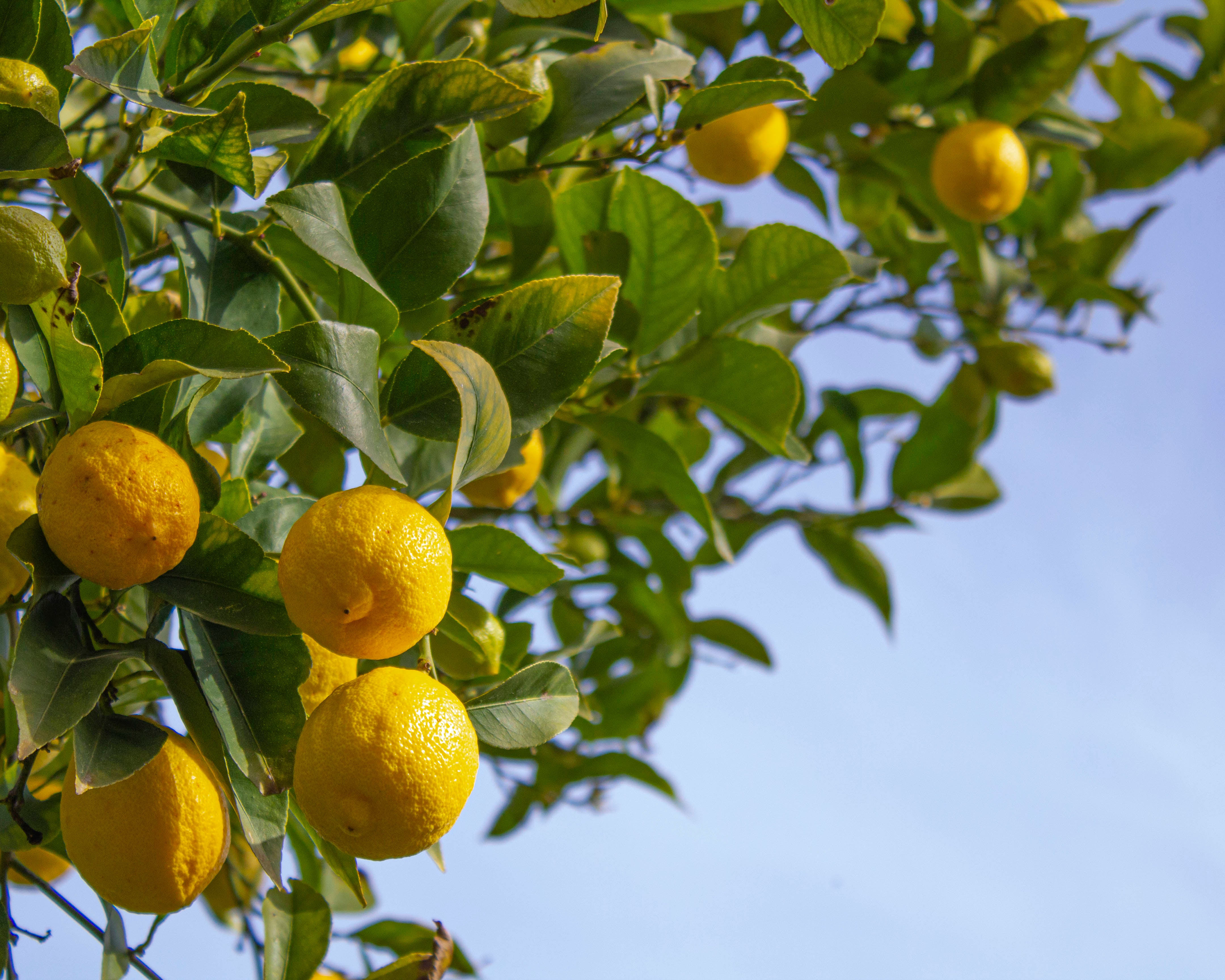 Avalon Nursery // Citrus