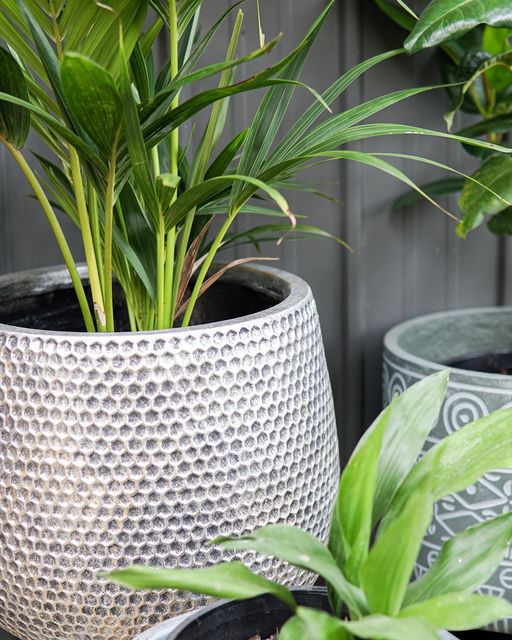 Avalon Nursery // Indoor Plants