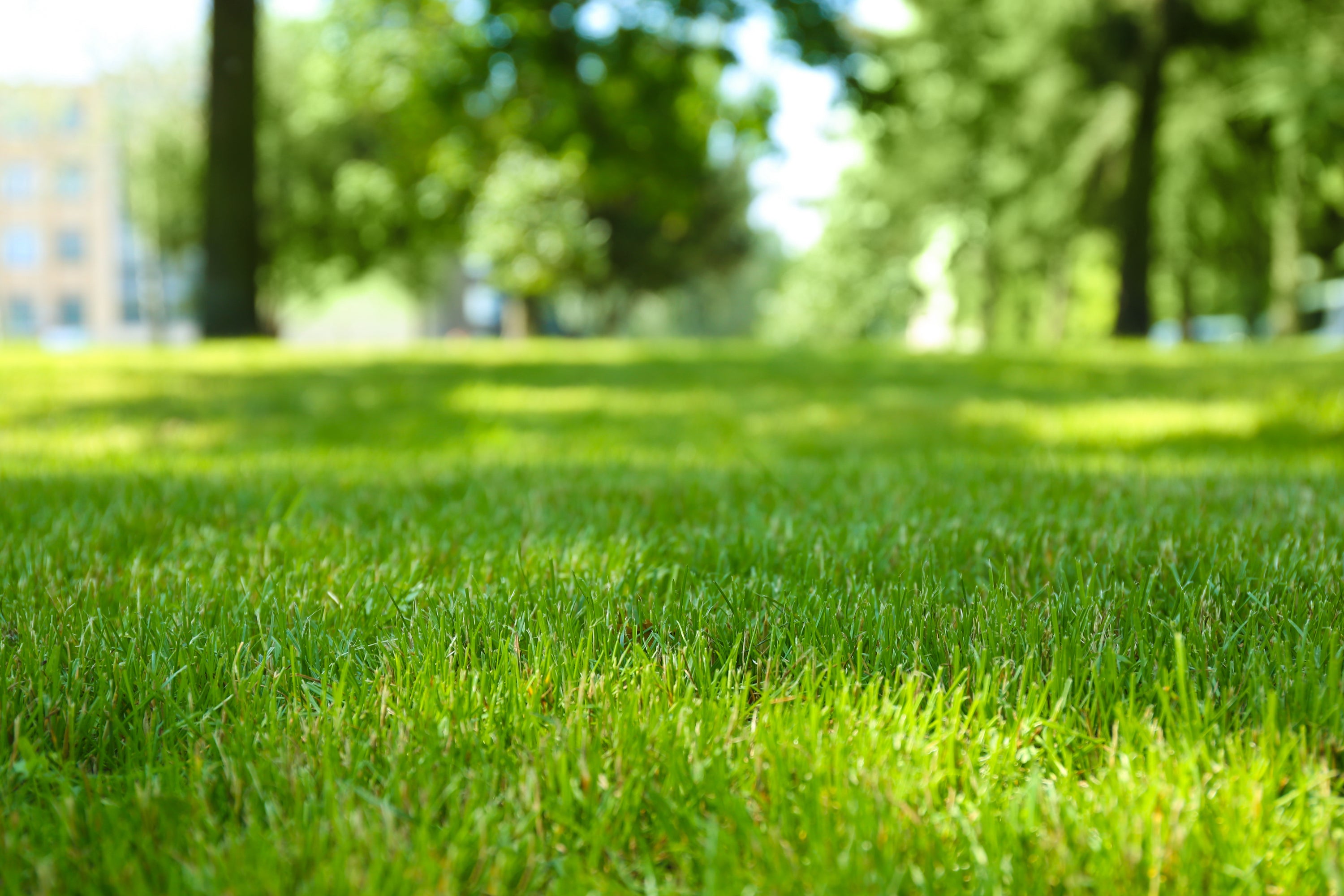 INSTANT TURF – Avalon Nursery
