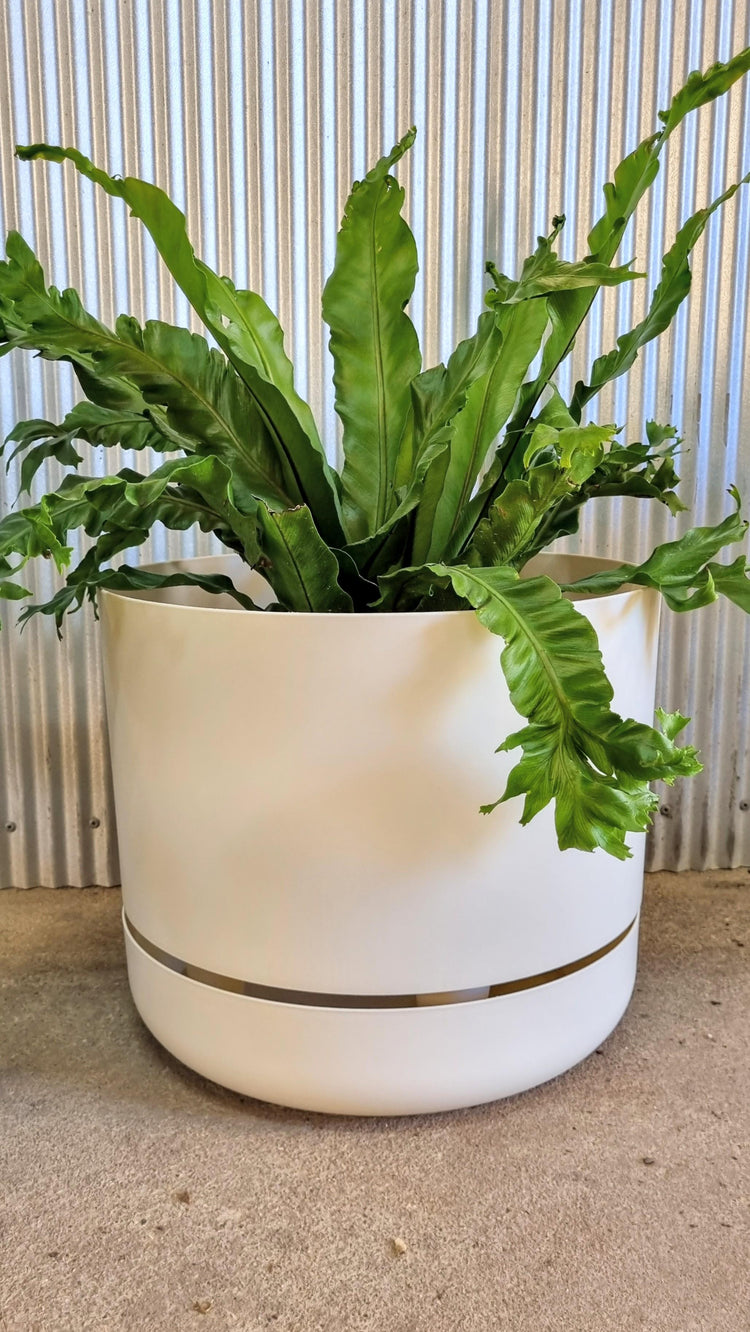 Avalon Nursery