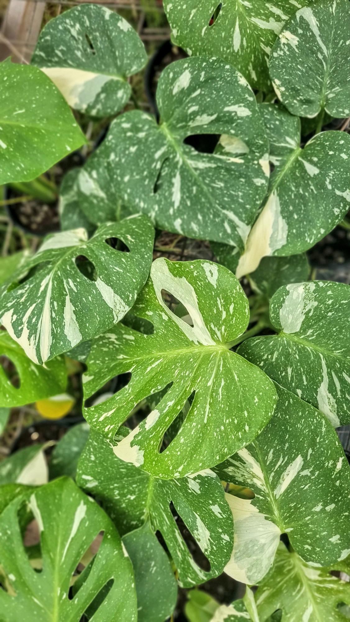 Avalon Nursery // Thai Constellation Monstera