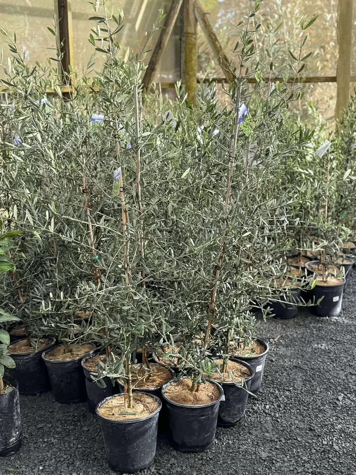 OLIVE TOLLEY'S UPRIGHT 250MM – Avalon Nursery