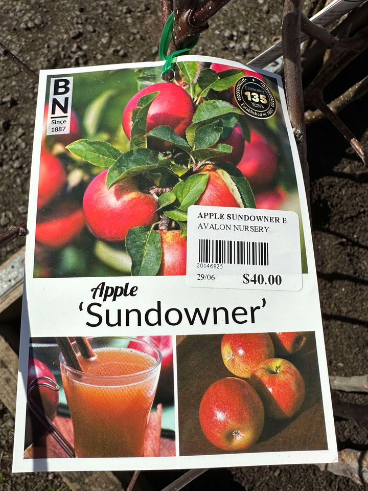 BARE ROOT – Avalon Nursery