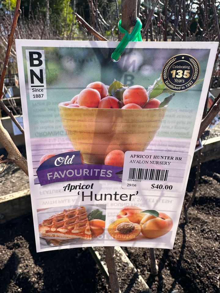 BARE ROOT – Avalon Nursery