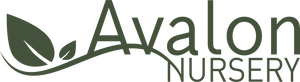 Which Lemon? – Avalon Nursery