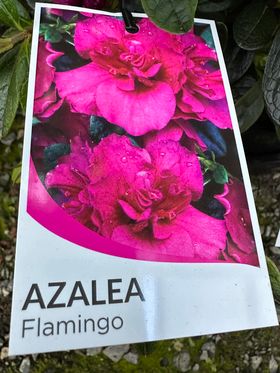Avalon Nursery // Ornamentals – Page 2