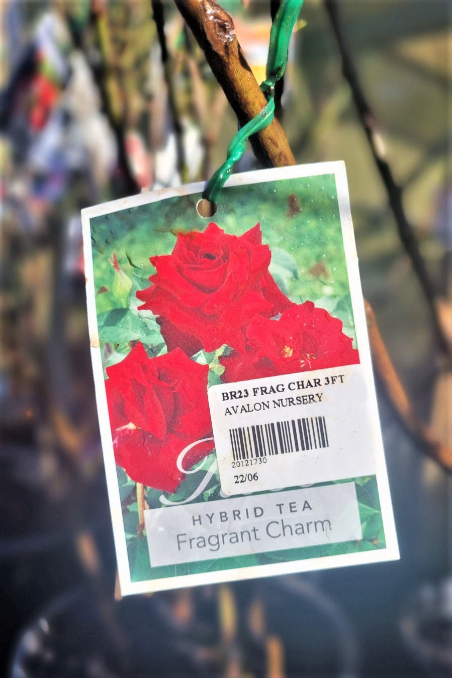 ROSES POTTED – Avalon Nursery