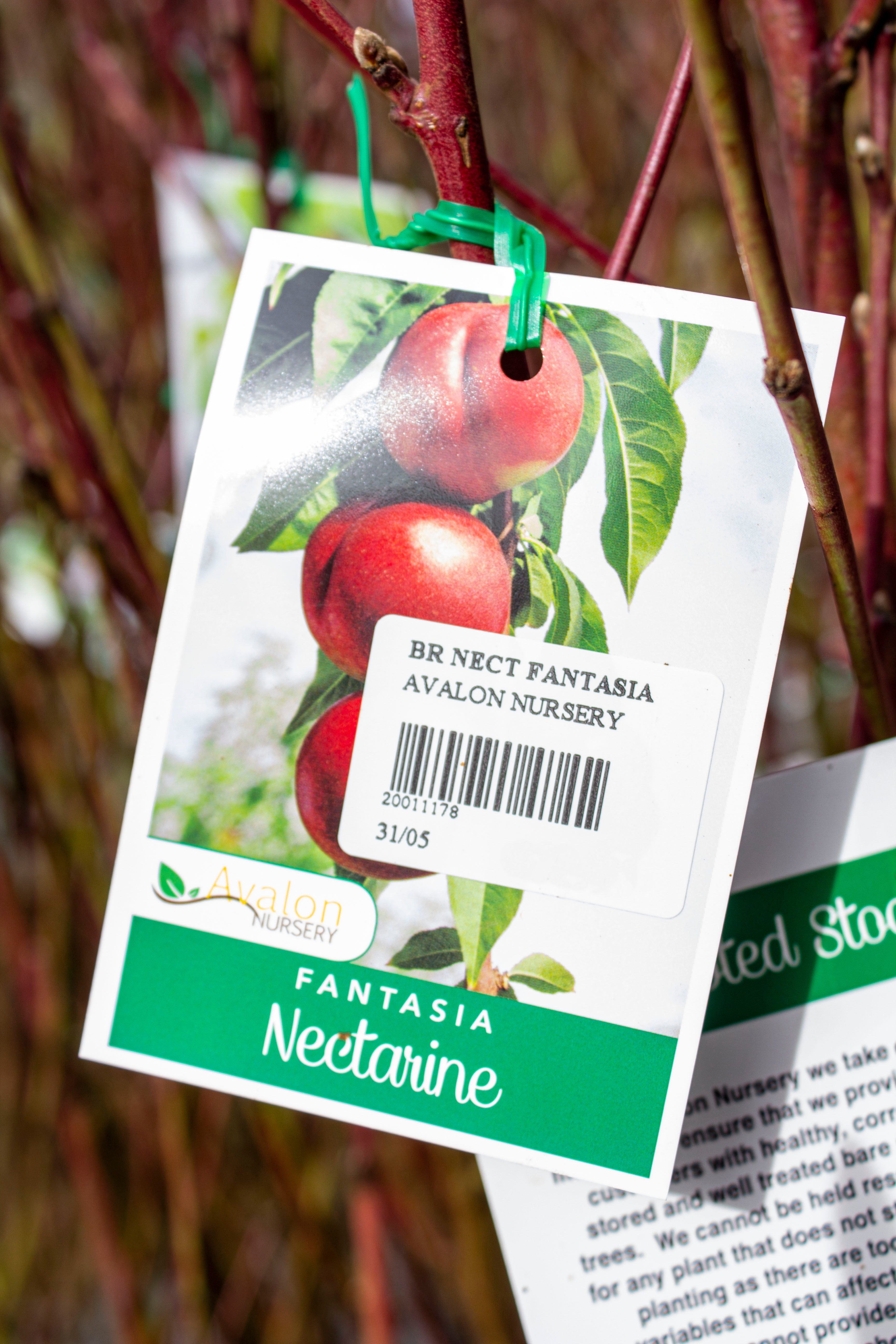 BARE ROOT – Page 3 – Avalon Nursery