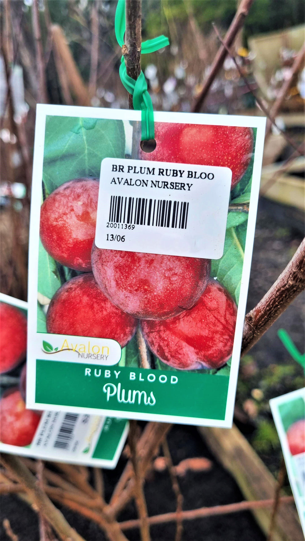PLUM RUBY BLOOD BR – Avalon Nursery