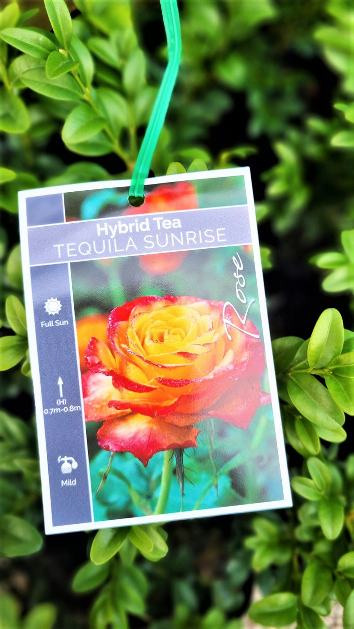 ROSES POTTED – Avalon Nursery