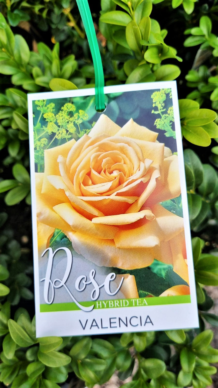 ROSES BARE ROOT – Avalon Nursery