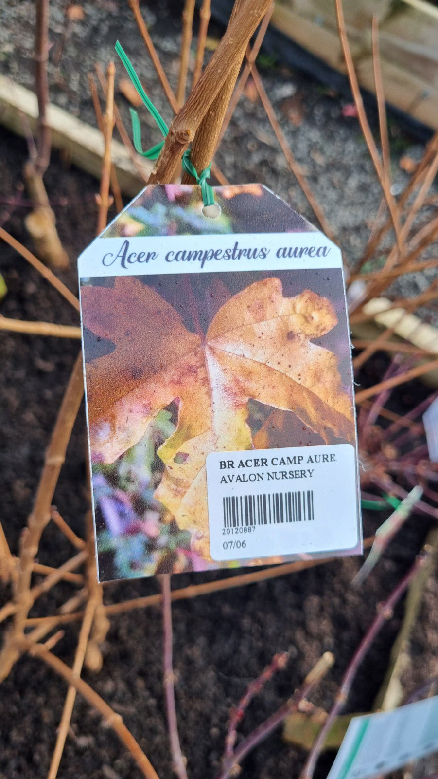 BARE ROOT MAPLES – Avalon Nursery
