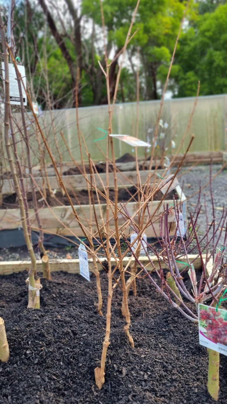 BARE ROOT MAPLES – Avalon Nursery