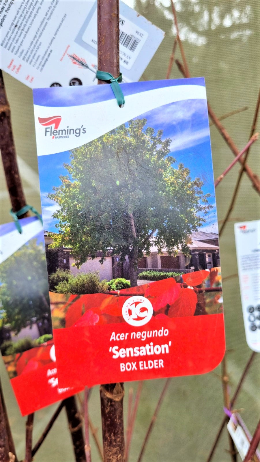 BARE ROOT MAPLES – Avalon Nursery