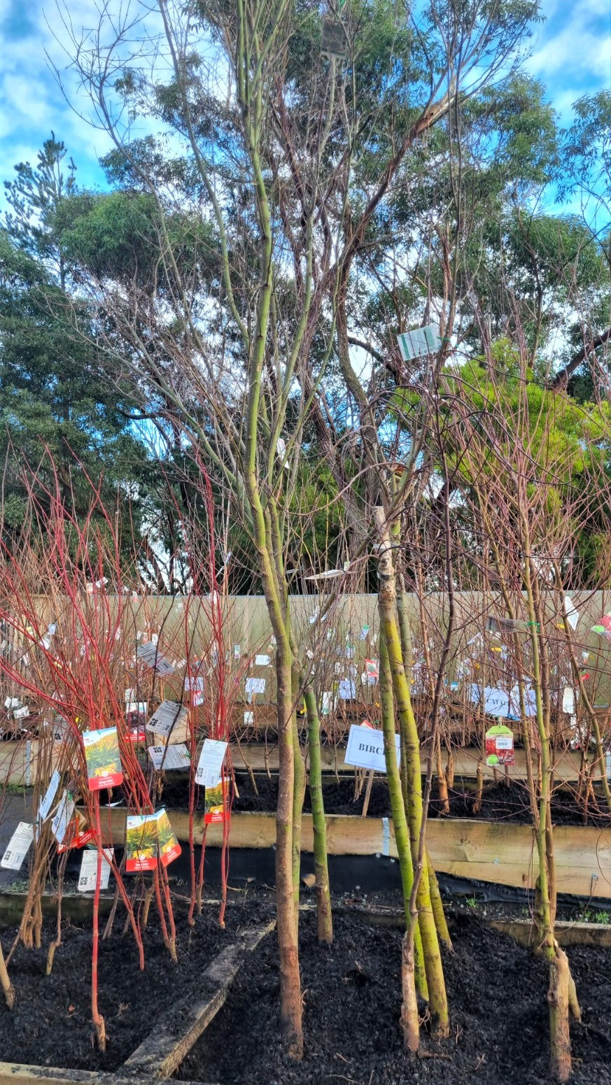 BARE ROOT MAPLES – Avalon Nursery