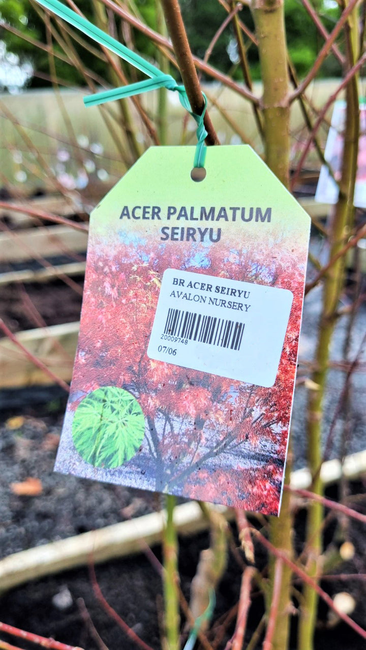 BARE ROOT MAPLES – Avalon Nursery