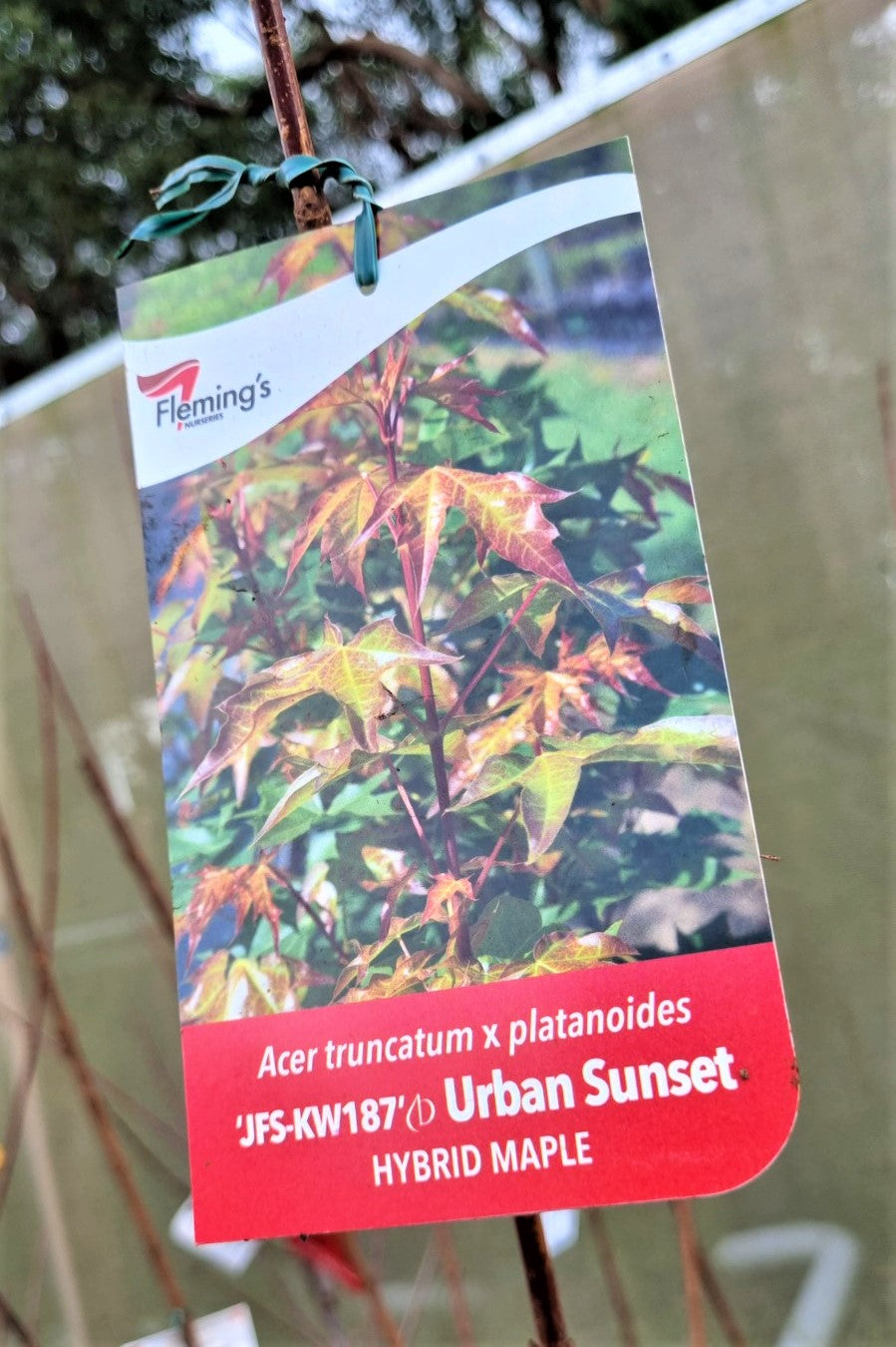 BARE ROOT MAPLES – Avalon Nursery