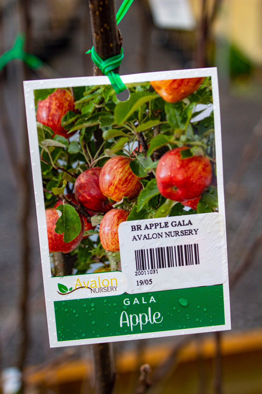 BARE ROOT – Avalon Nursery