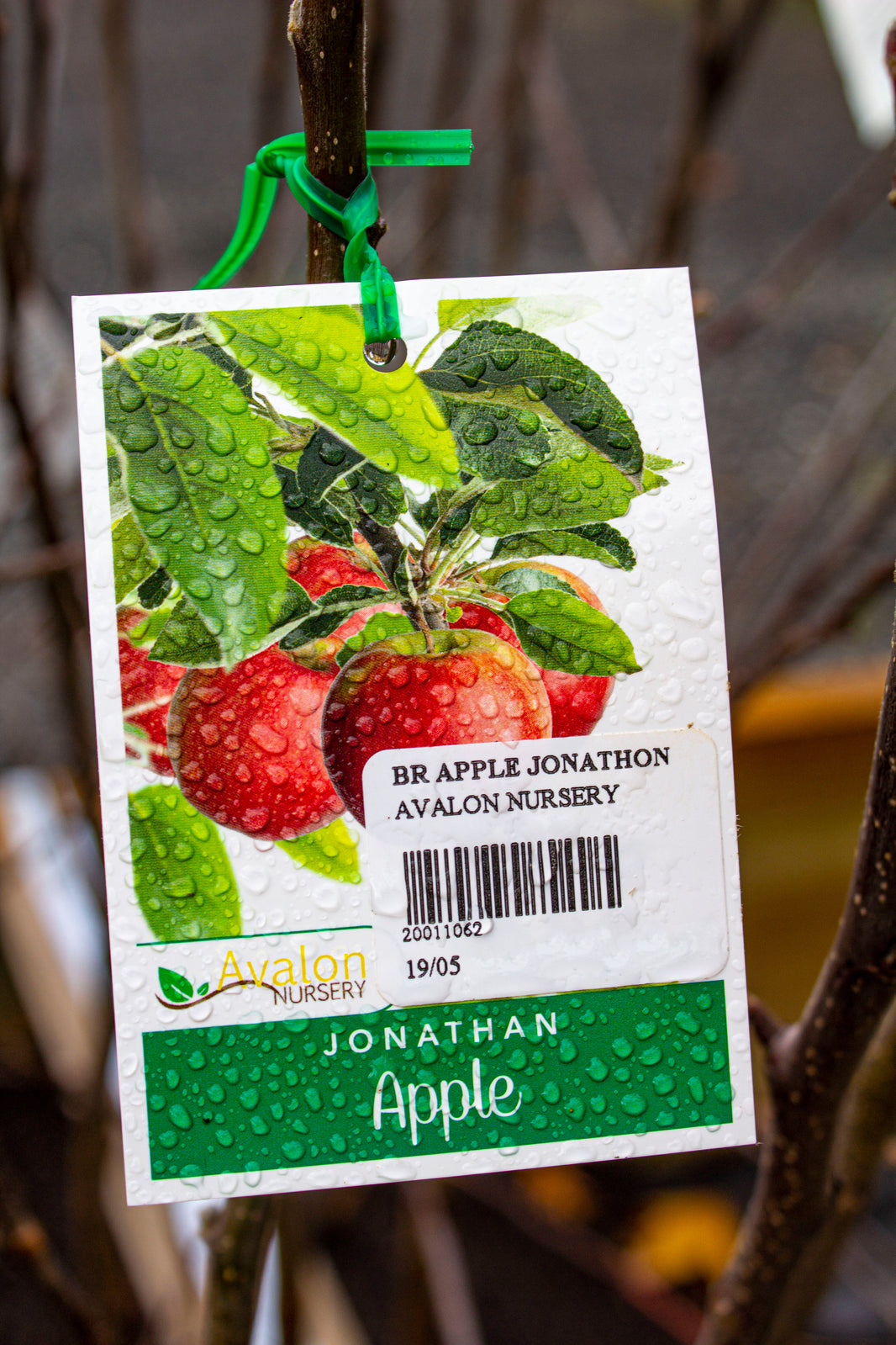 $34 BARE ROOT FRUIT TREE BUNDLE – Avalon Nursery