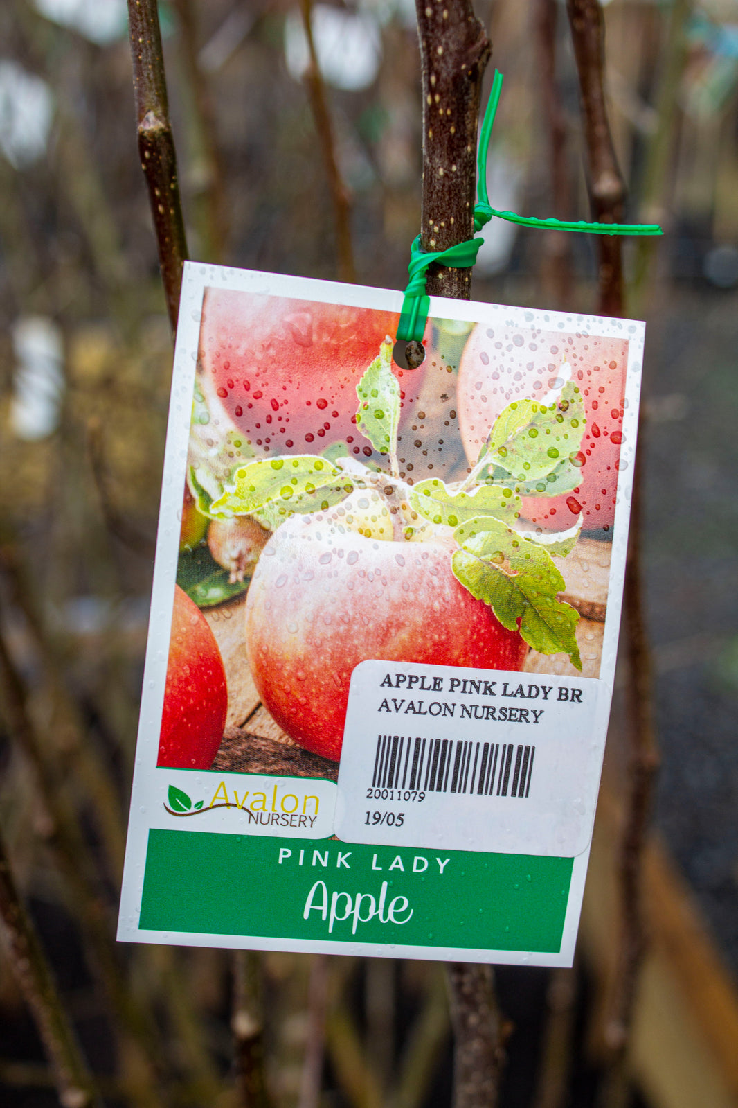 $34 BARE ROOT FRUIT TREE BUNDLE – Avalon Nursery