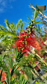 Avalon Nursery // Australian Natives – tagged "CALLISTEMON"