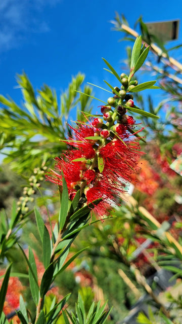 Avalon Nursery // Australian Natives – tagged "CALLISTEMON"