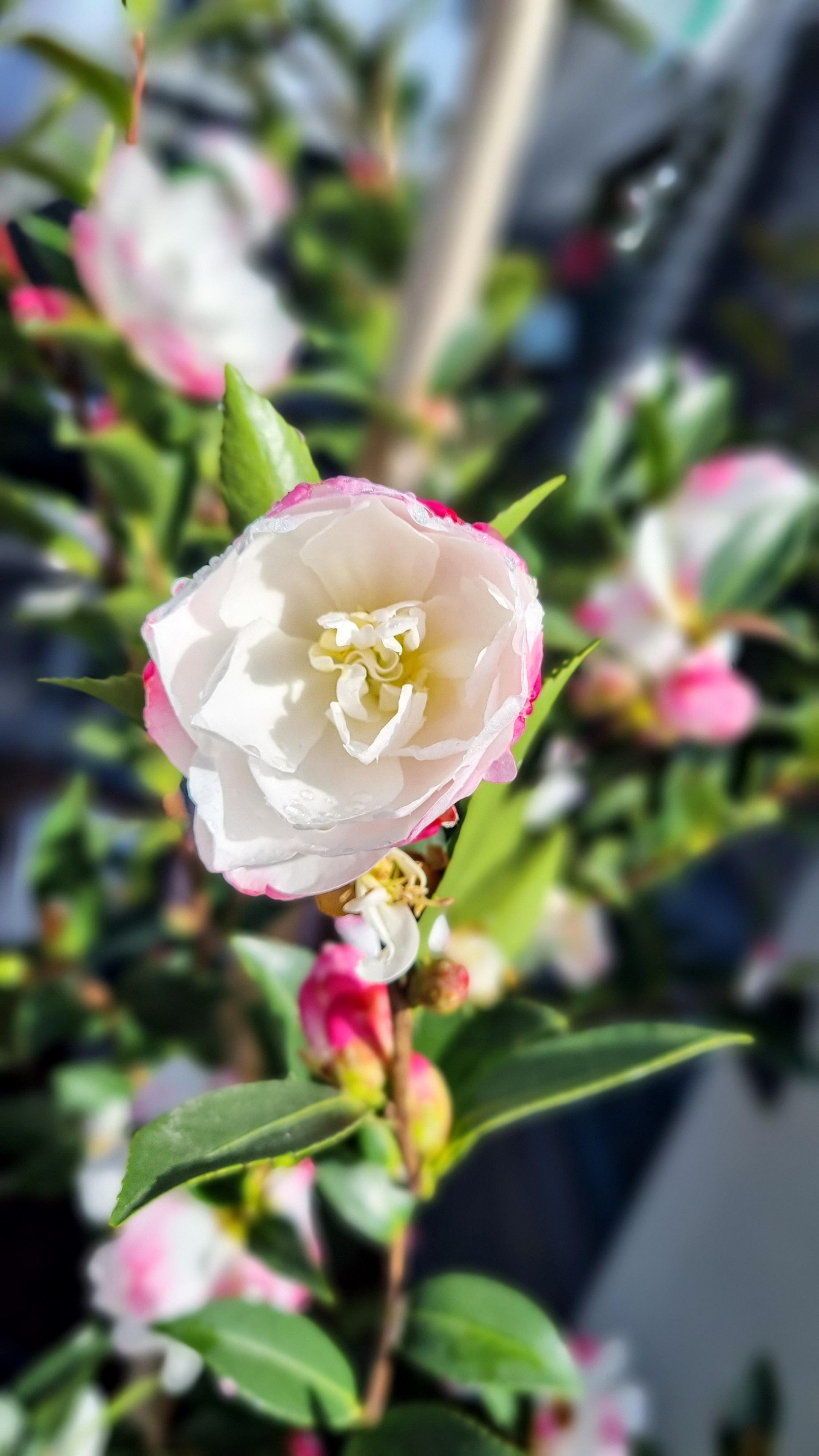 Avalon Nursery // Camellia