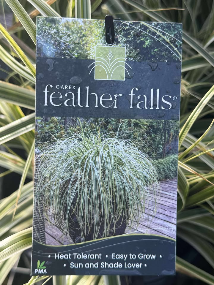 Carex 'Feather Falls' - 200mm – Avalon Nursery