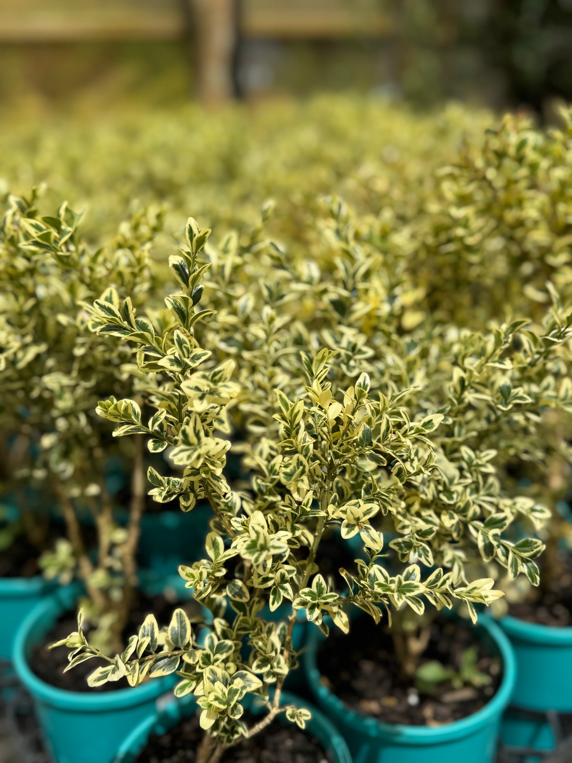 Variegated English Box 140mm – Avalon Nursery