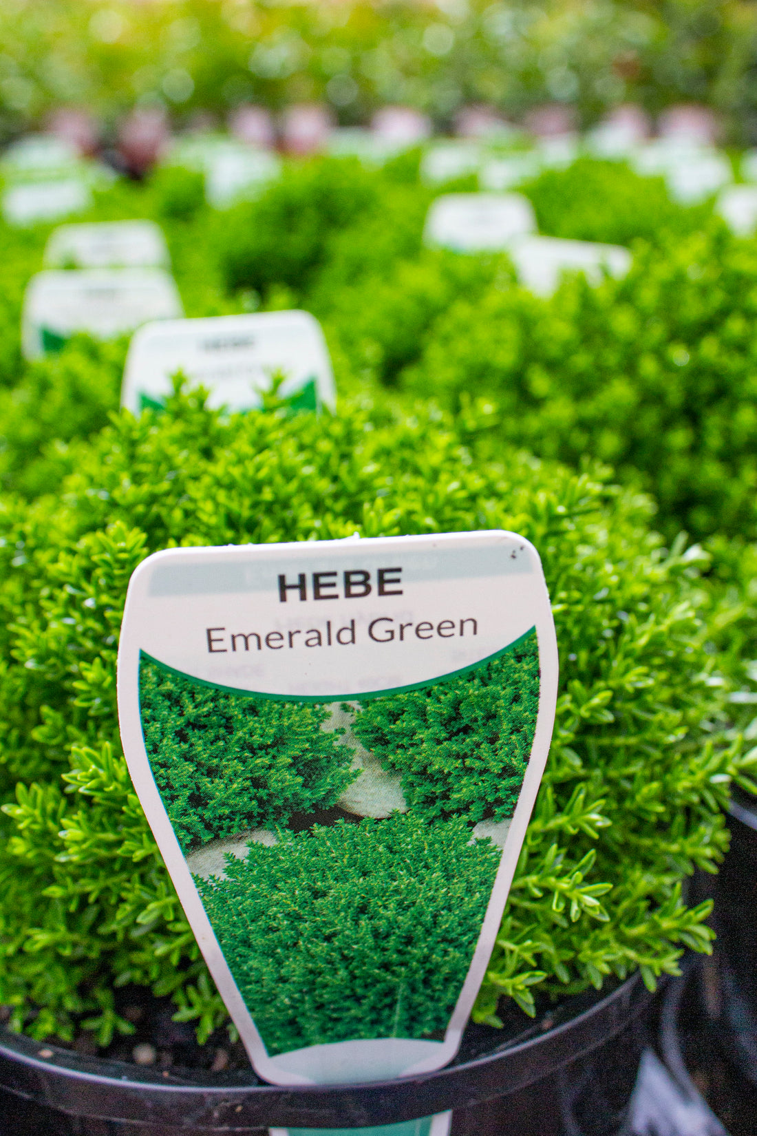 HEBE EMERALD GREEN 140MM – Avalon Nursery