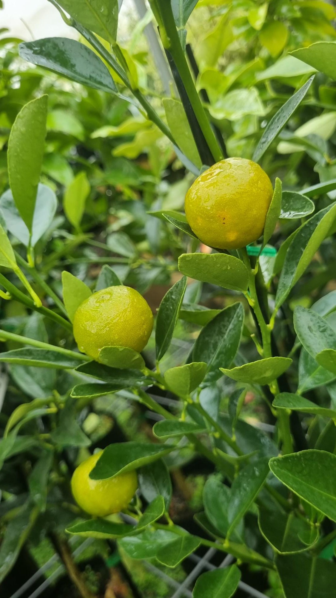 Avalon Nursery // Fruit Trees – tagged "CITRUS"