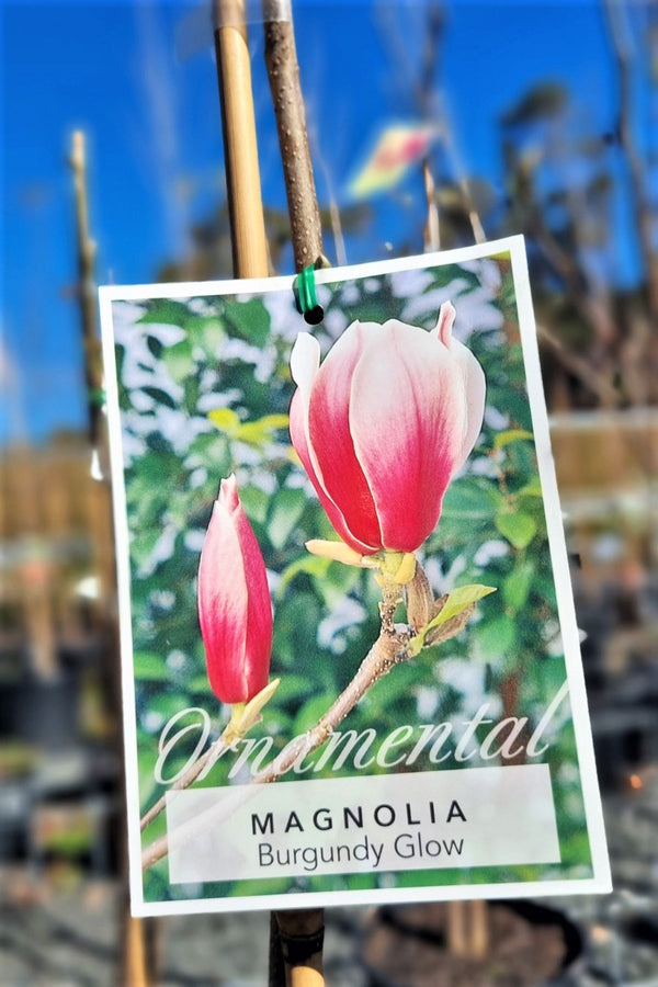 MAGNOLIA SOULANGEANA BURGUNDY GLOW 250MM – Avalon Nursery