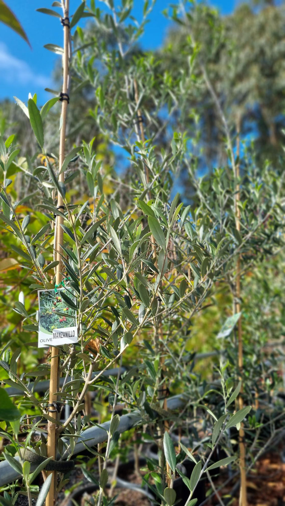Avalon Nursery // Fruit Trees