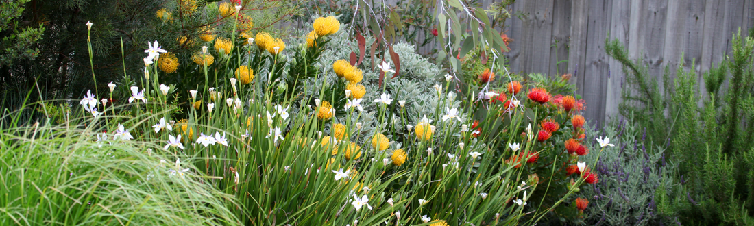 PLANT HIRE – Avalon Nursery
