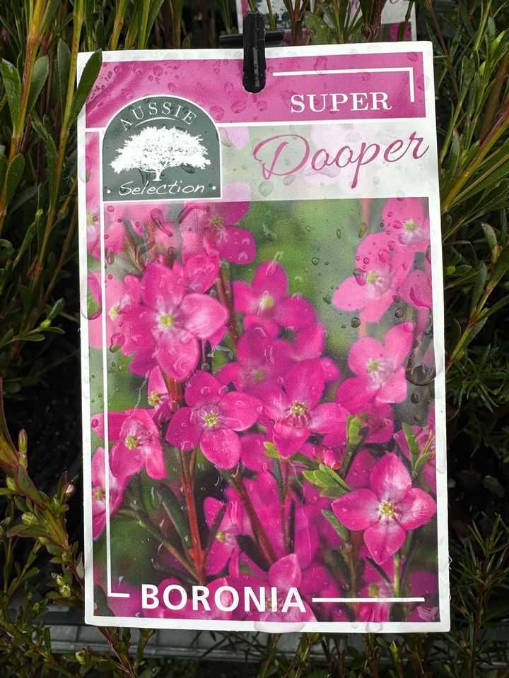 BORONIA CRENULATA SUPER DOOPER 140MM – Avalon Nursery