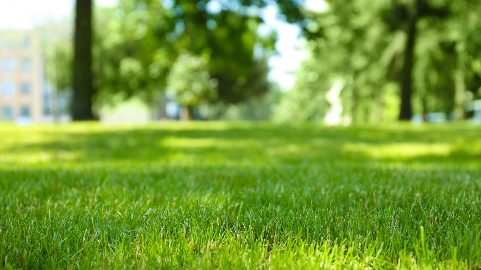 INSTANT TURF – Avalon Nursery