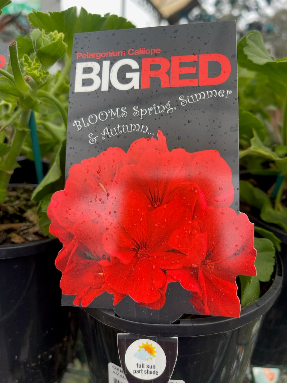 GERANIUM BIG RED 140MM – Avalon Nursery