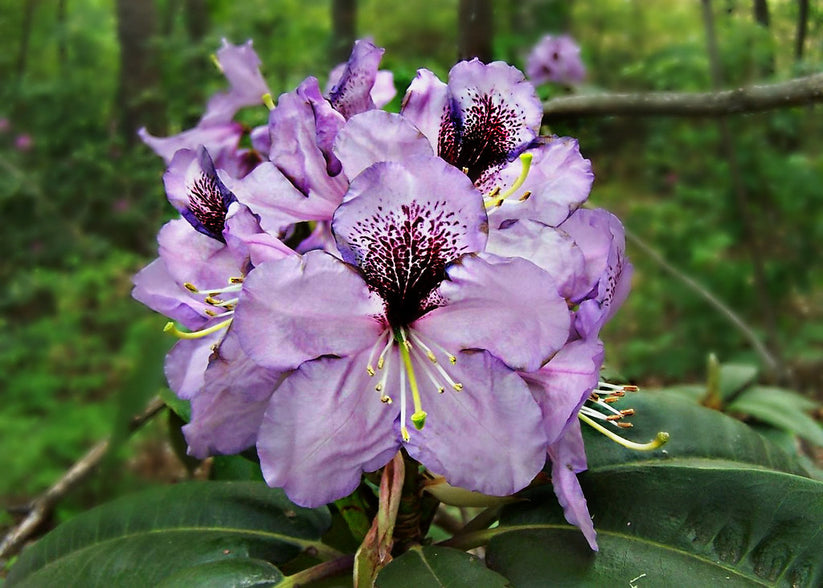 RHODODENDRON BLUE PETER 200MM – Avalon Nursery