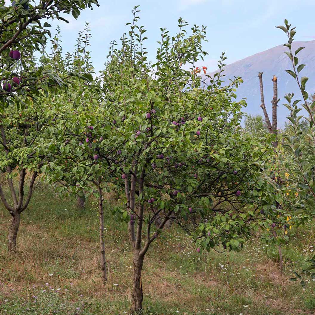 PLUM SANTA ROSA BR – Avalon Nursery