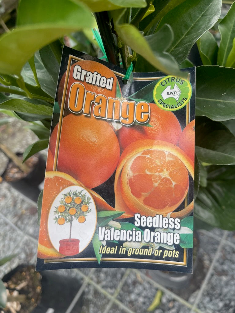 NEW SEASON CITRUS ORANGE VALENCIA SEEDLESS – Avalon Nursery