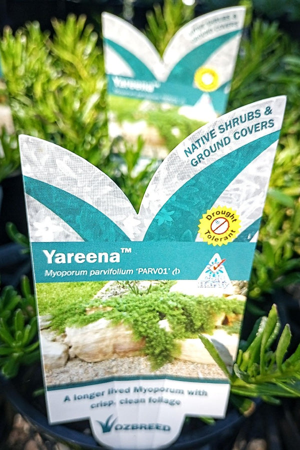 MYOPORUM YAREENA 140MM – Avalon Nursery