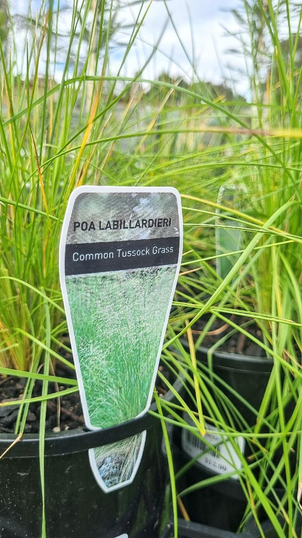 POA LABILLARDIERI 140MM – Avalon Nursery