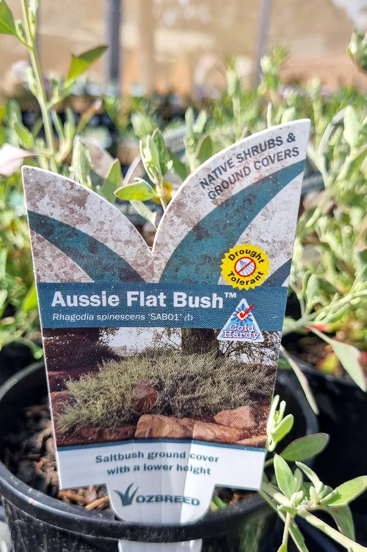 RHAGODIA SPINESCENS 'SAB01' AUSSIE FLAT BUSH PBR 140MM – Avalon Nursery
