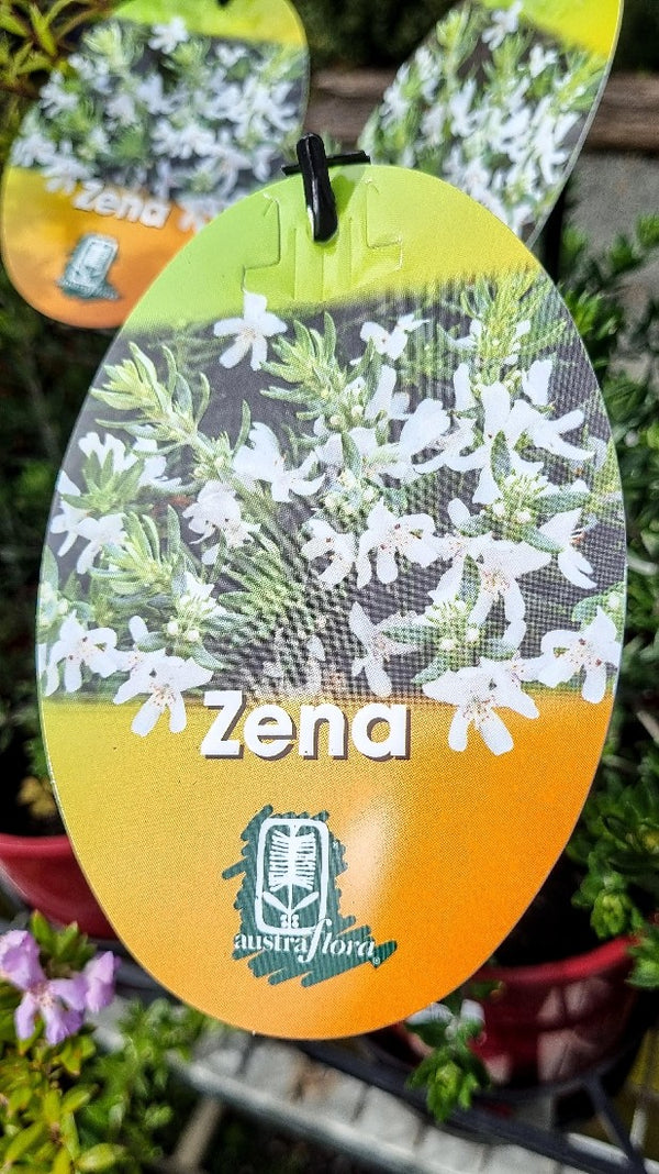 WESTRINGIA FRUTICOSA 'ZENA' 140MM – Avalon Nursery