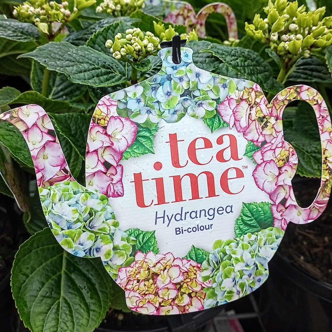 Avalon Nursery // Ornamentals – tagged "SHRUBS" – Page 4