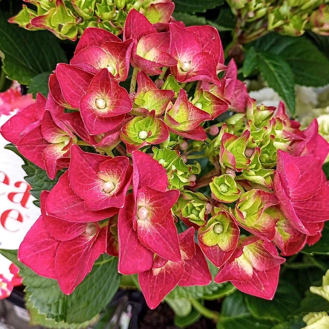HYDRANGEA – Avalon Nursery