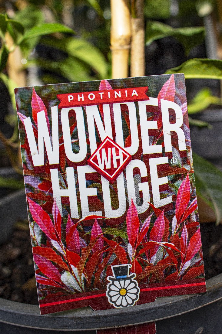PHOTINIA WONDER HEDGE 200MM – Avalon Nursery